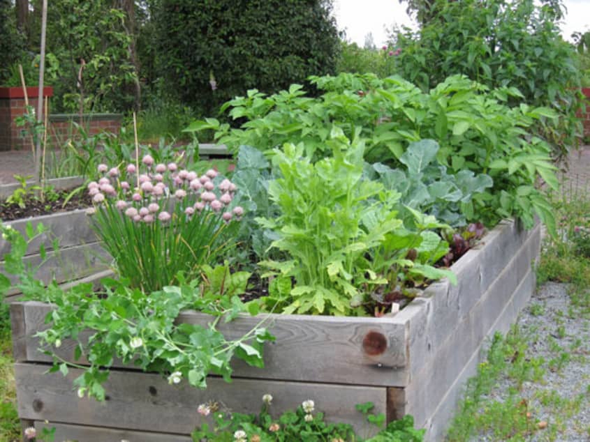 Andrea’s Mini Urban Farm | Apartment Therapy