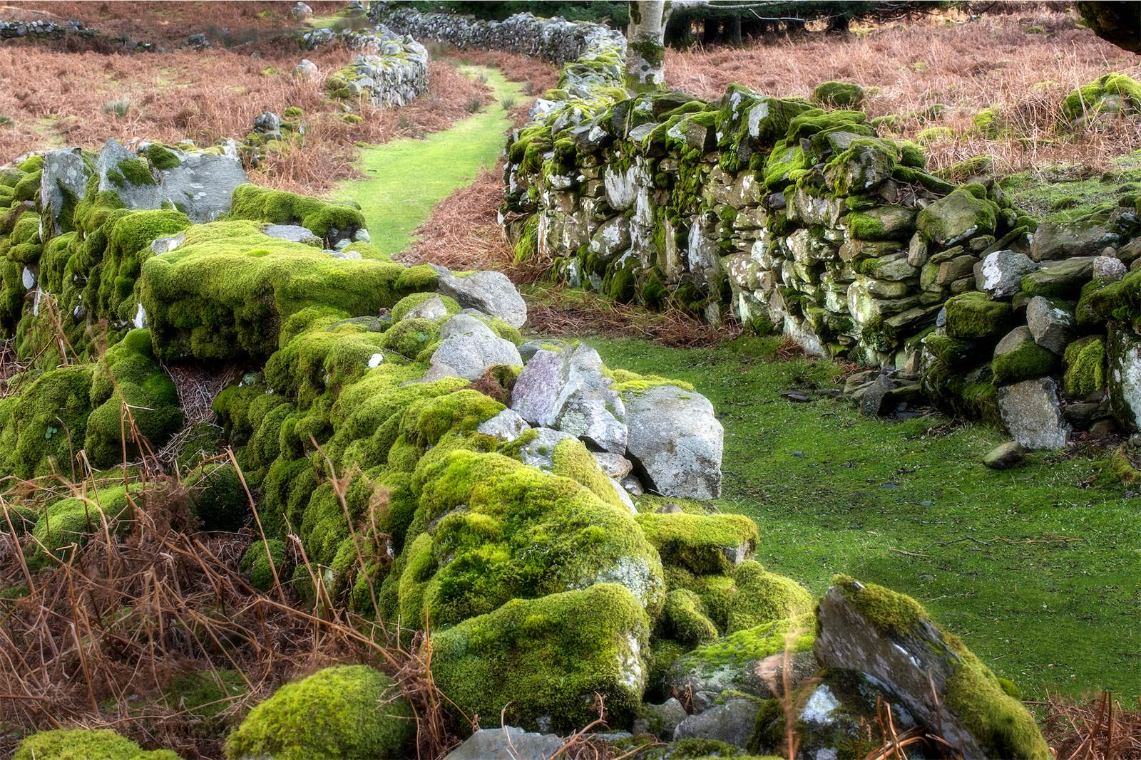 The Guinness Family Is Selling This Stunning Irish Castle | Apartment ...