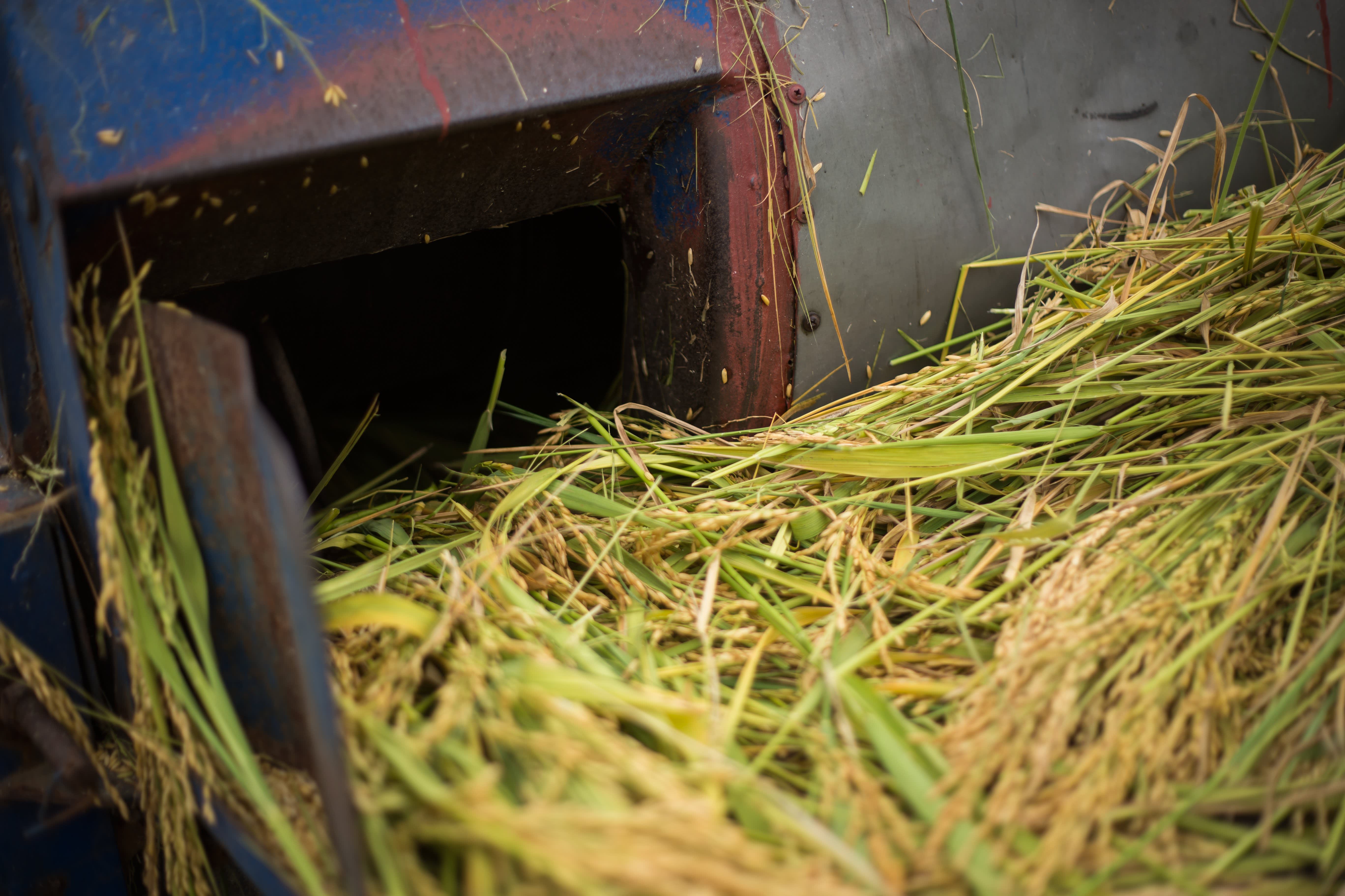 How Rice Is Grown in Bac Ninh Province, Vietnam | Kitchn