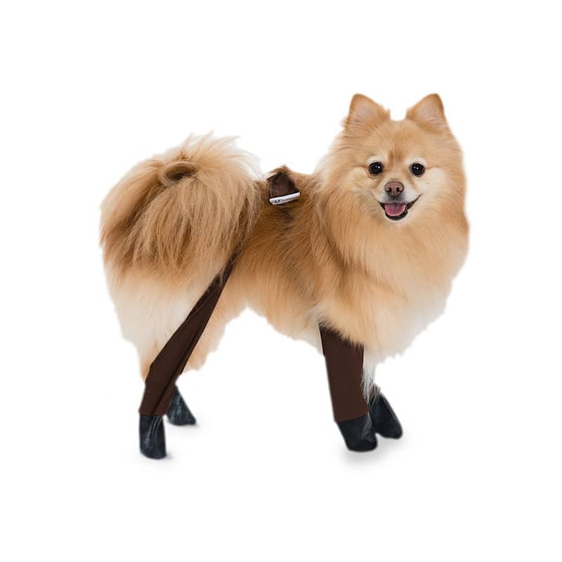 You Can Buy Your Dog Leggings To Keep Them Warm | Apartment Therapy
