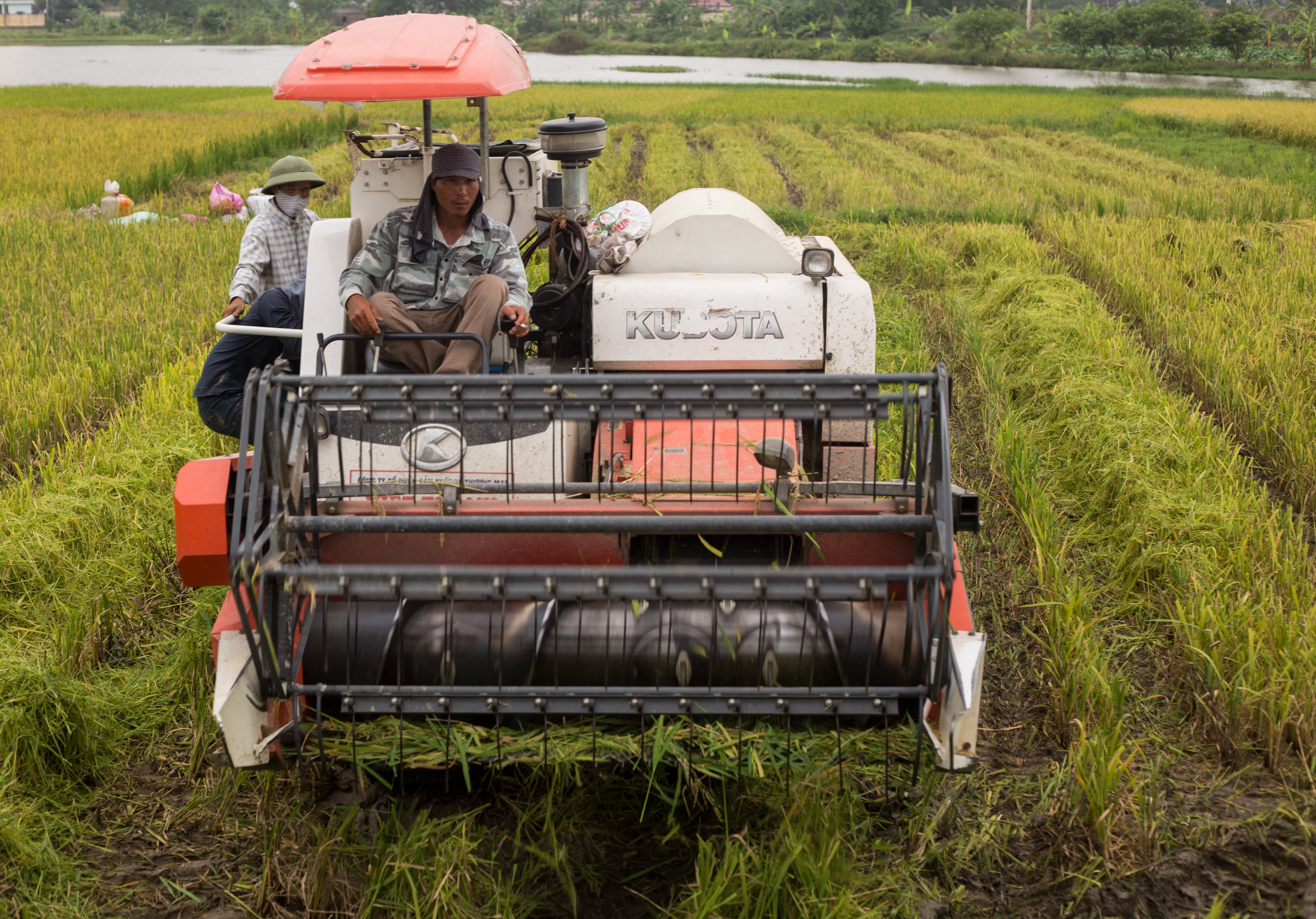 How Rice Is Grown in Bac Ninh Province, Vietnam | Kitchn