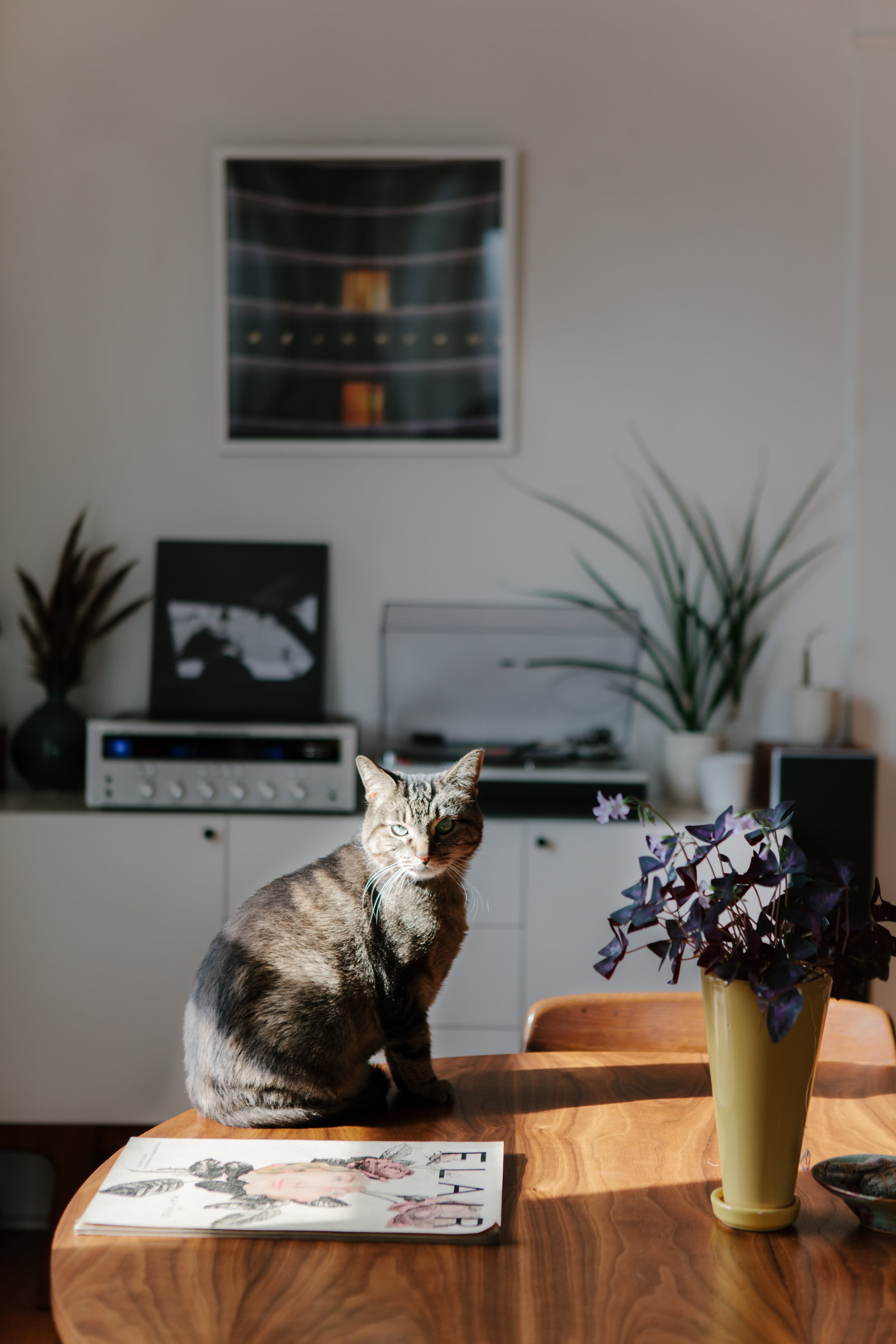 Tips for Keeping Cats Off Kitchen Counters | Apartment Therapy