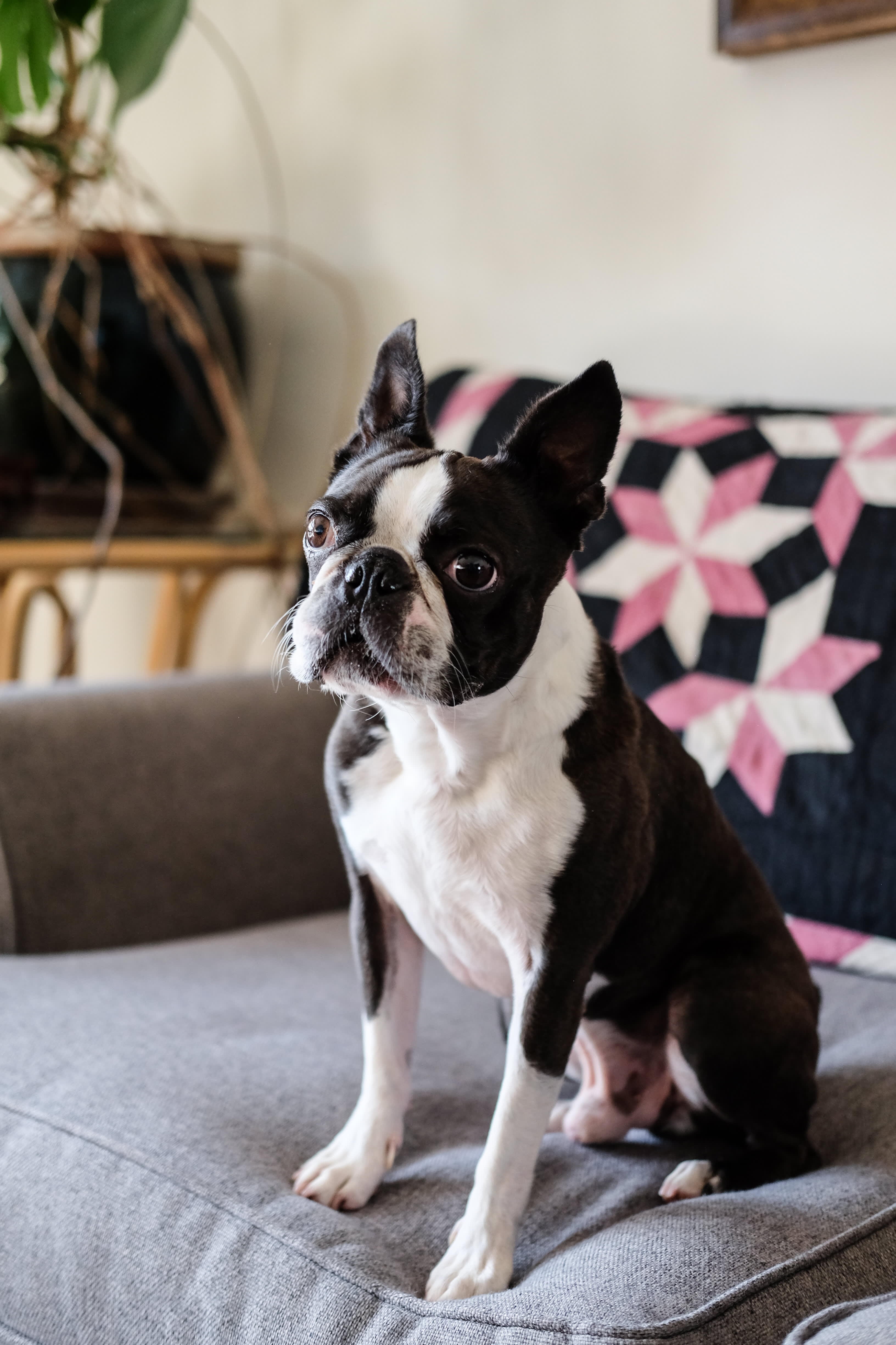 Cassie Nicholas Interior Design Masters Winner House Tour Photos ...