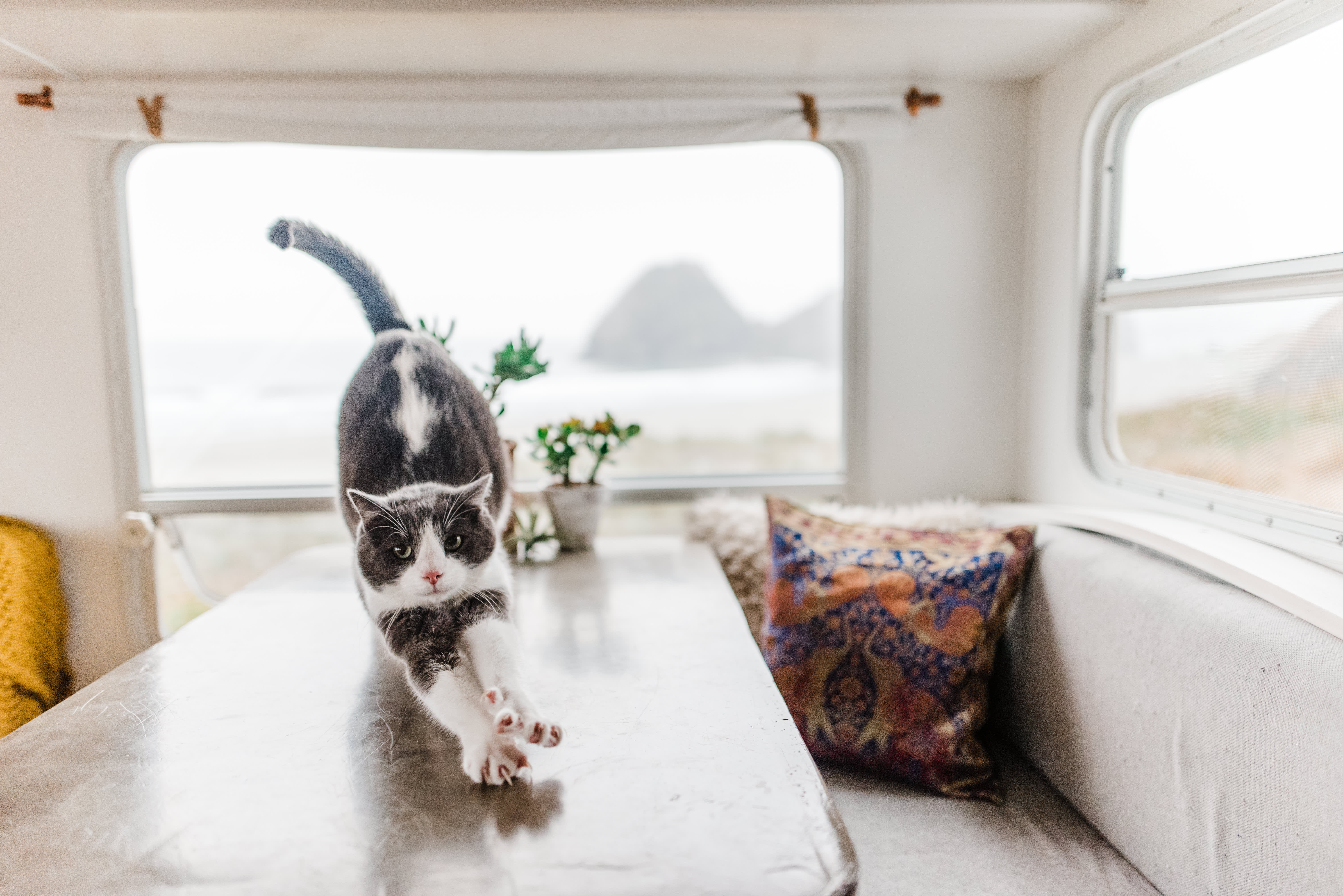 Tips for Keeping Cats Off Kitchen Counters | Apartment Therapy