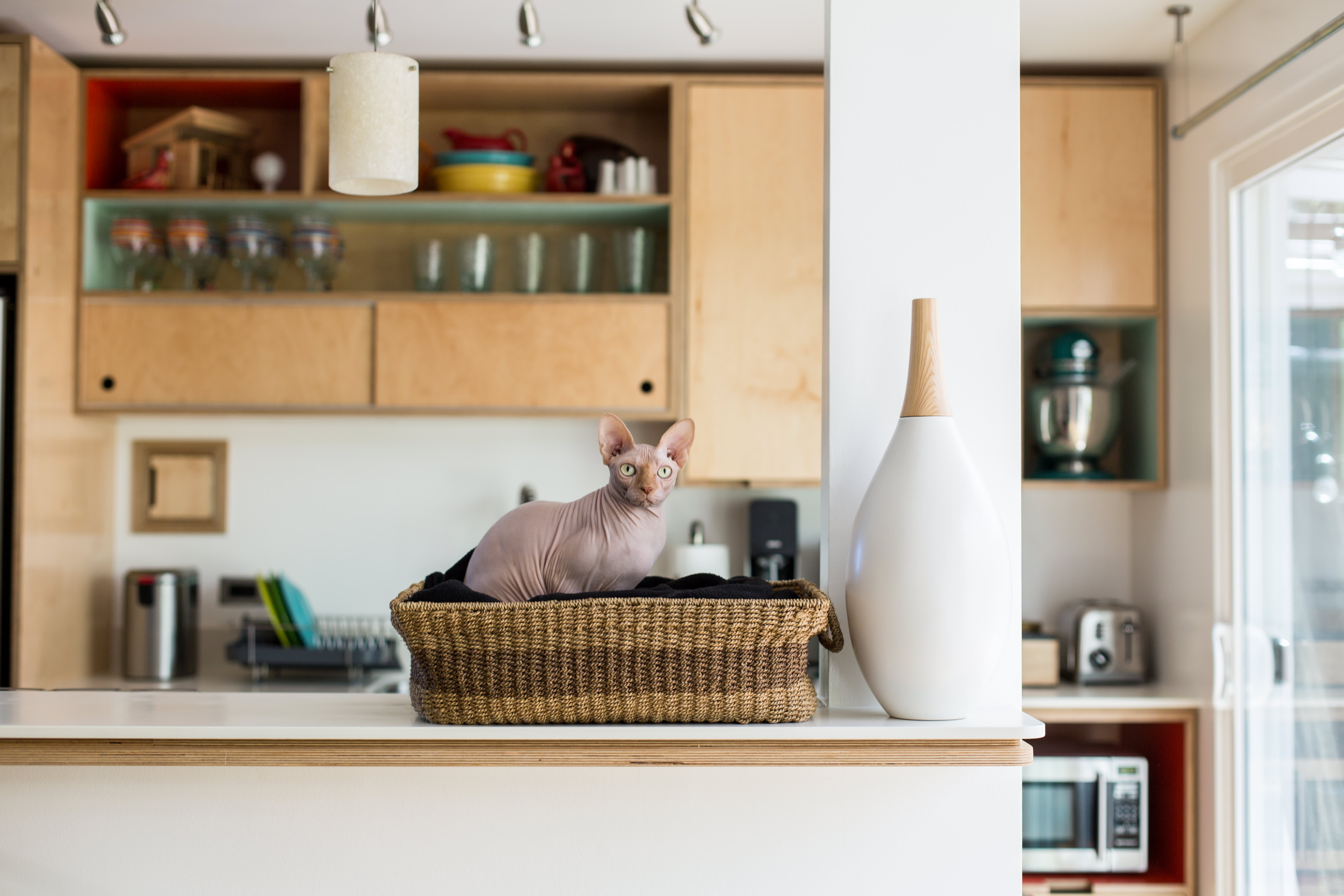 Tips for Keeping Cats Off Kitchen Counters | Apartment Therapy