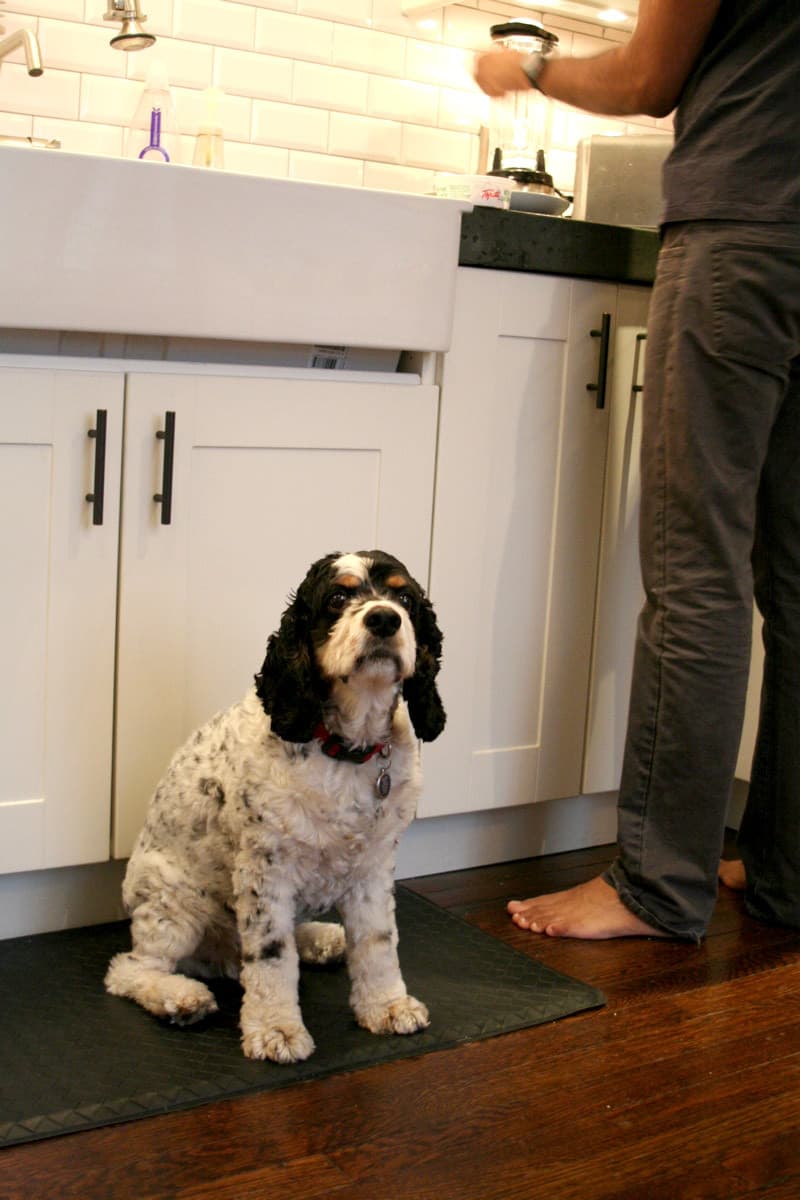 15 Adorable Pets Who Make Their Kitchen a Happier Place | Kitchn