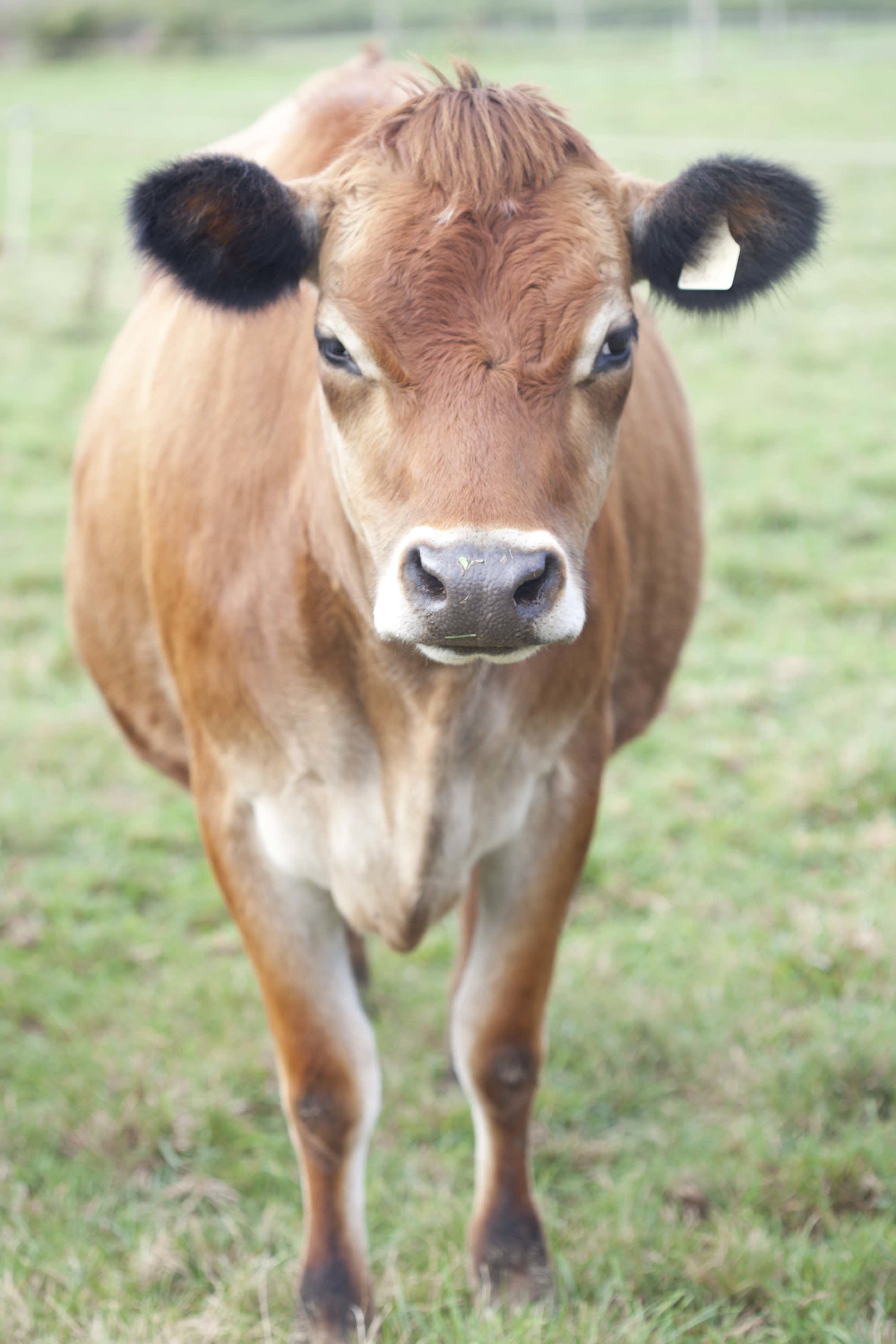 Life on Mecox Bay Dairy Farm | Kitchn