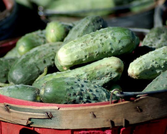 A Guide to Selecting the Best Produce: Vegetables | Kitchn