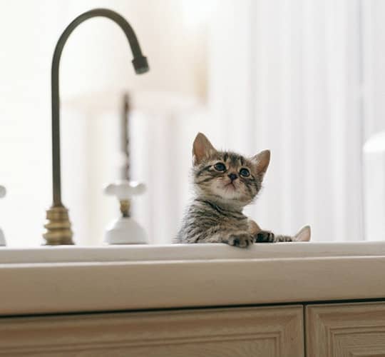 Kittens in the Kitchen! A Cuteness Break for Your Post-Holiday Tuesday ...