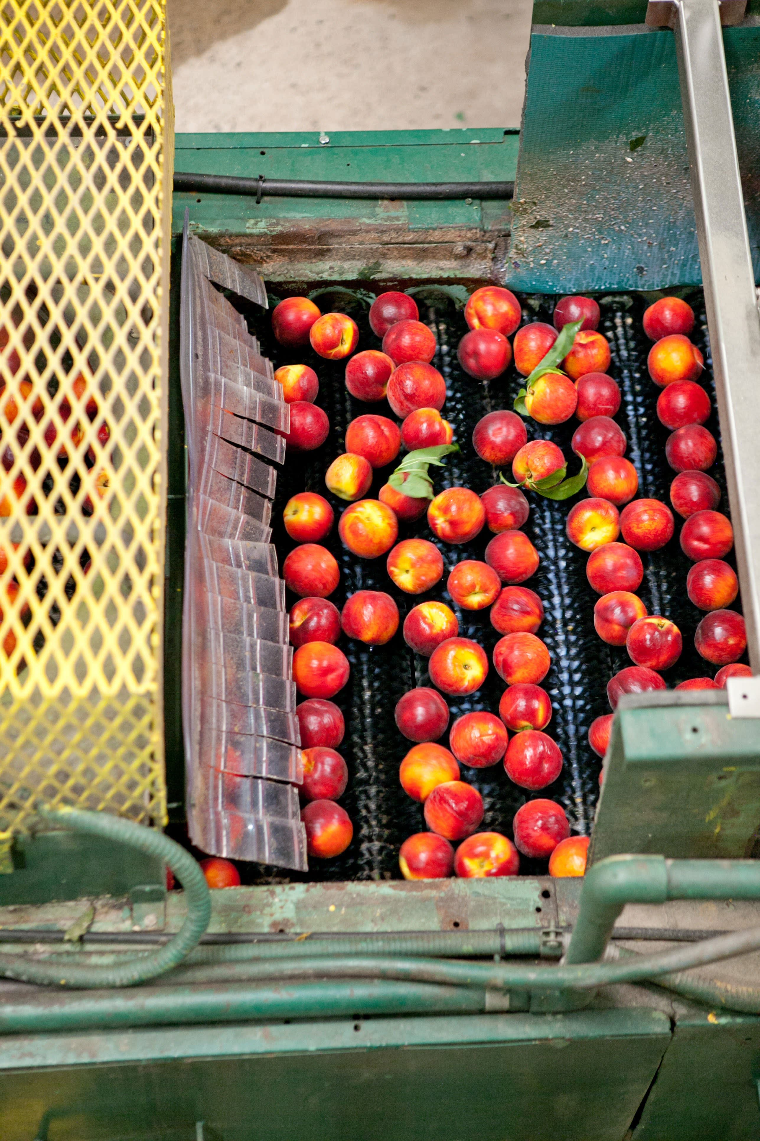 How Peaches Are Packed for Shipping | Kitchn