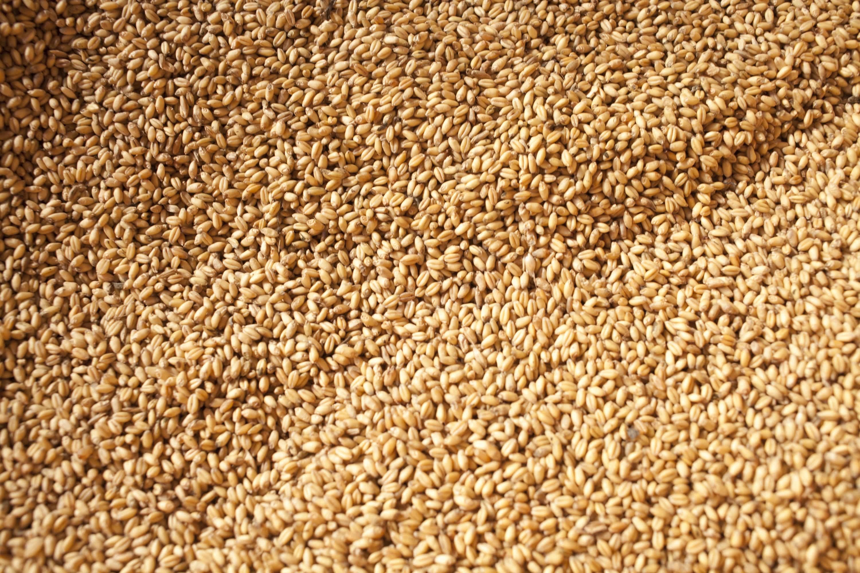 From Seed to Table: How The Amagansett Wheat Project Turns Local Wheat ...