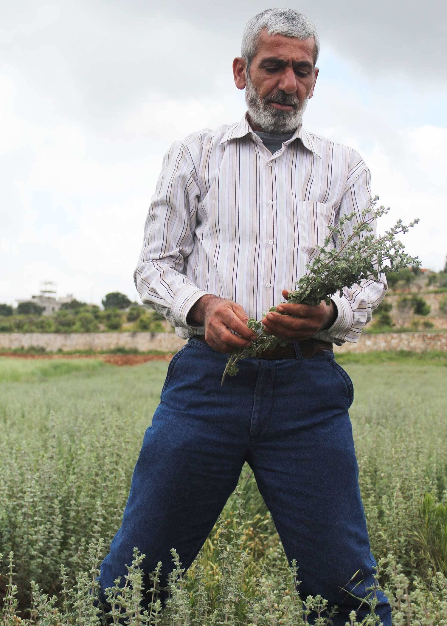 Taming the Wild Thyme: A Visit to a Za’atar Farm in Lebanon | Kitchn