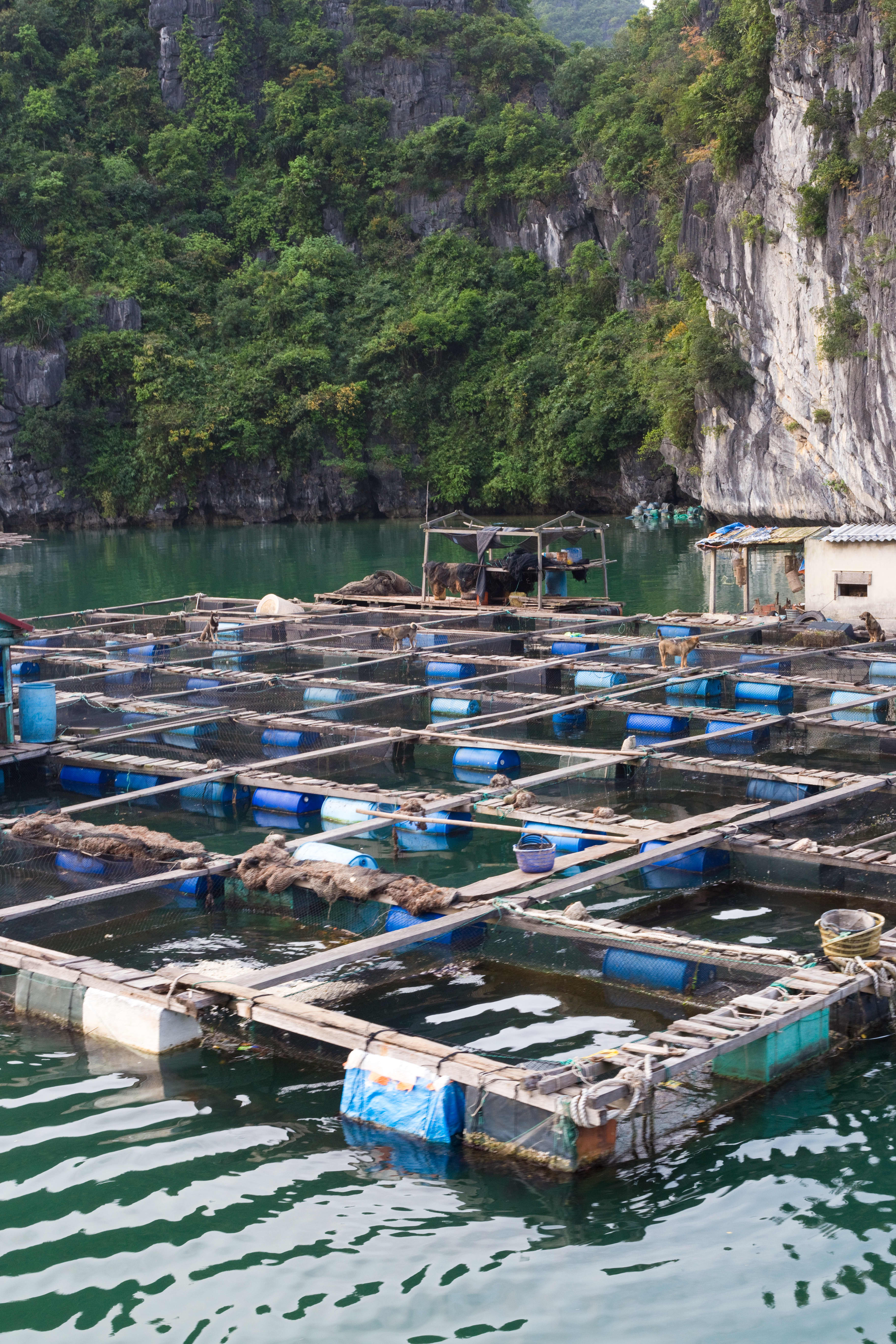 If You Love Seafood, You Should See This Market Tour of Cat Ba Island ...