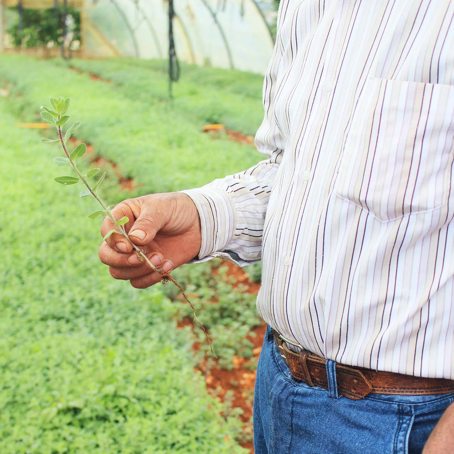 Taming the Wild Thyme: A Visit to a Za’atar Farm in Lebanon | Kitchn