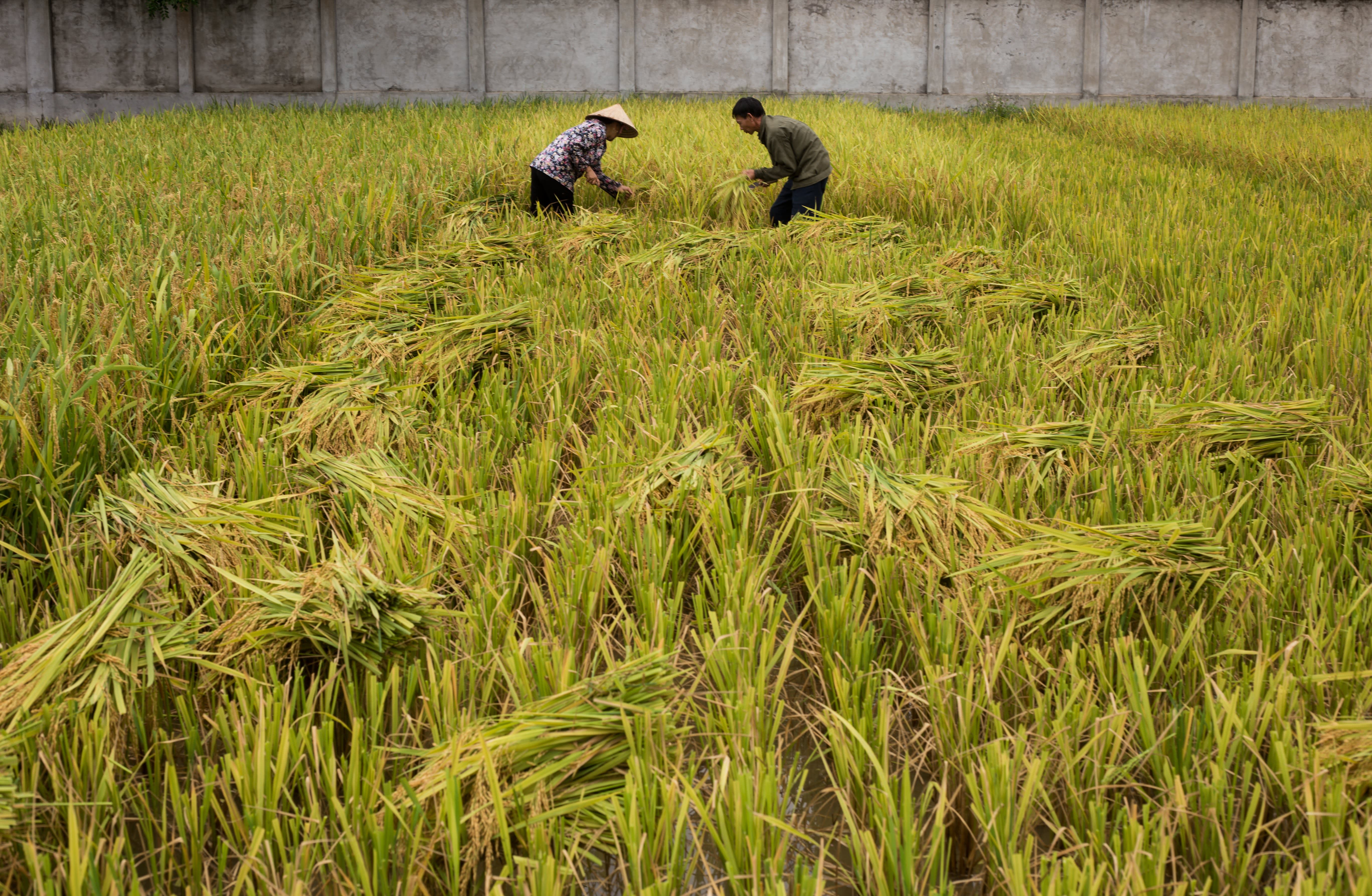 How Rice Is Grown in Bac Ninh Province, Vietnam | Kitchn