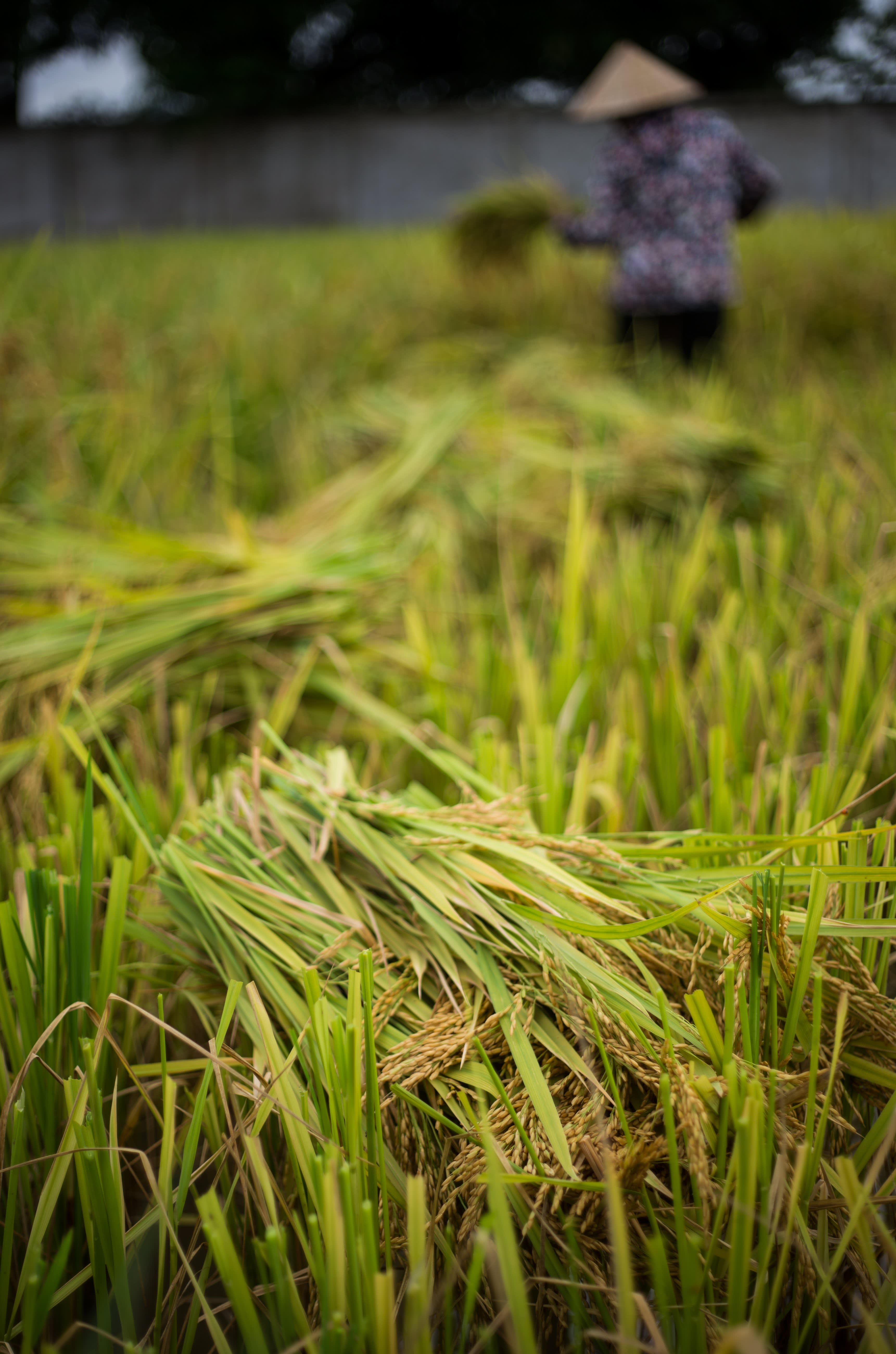 How Rice Is Grown in Bac Ninh Province, Vietnam | Kitchn