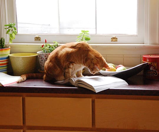 Kittens in the Kitchen! A Cuteness Break for Your Post-Holiday Tuesday ...