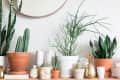 How to Keep Houseplants from Looking Cluttered | The Kitchn