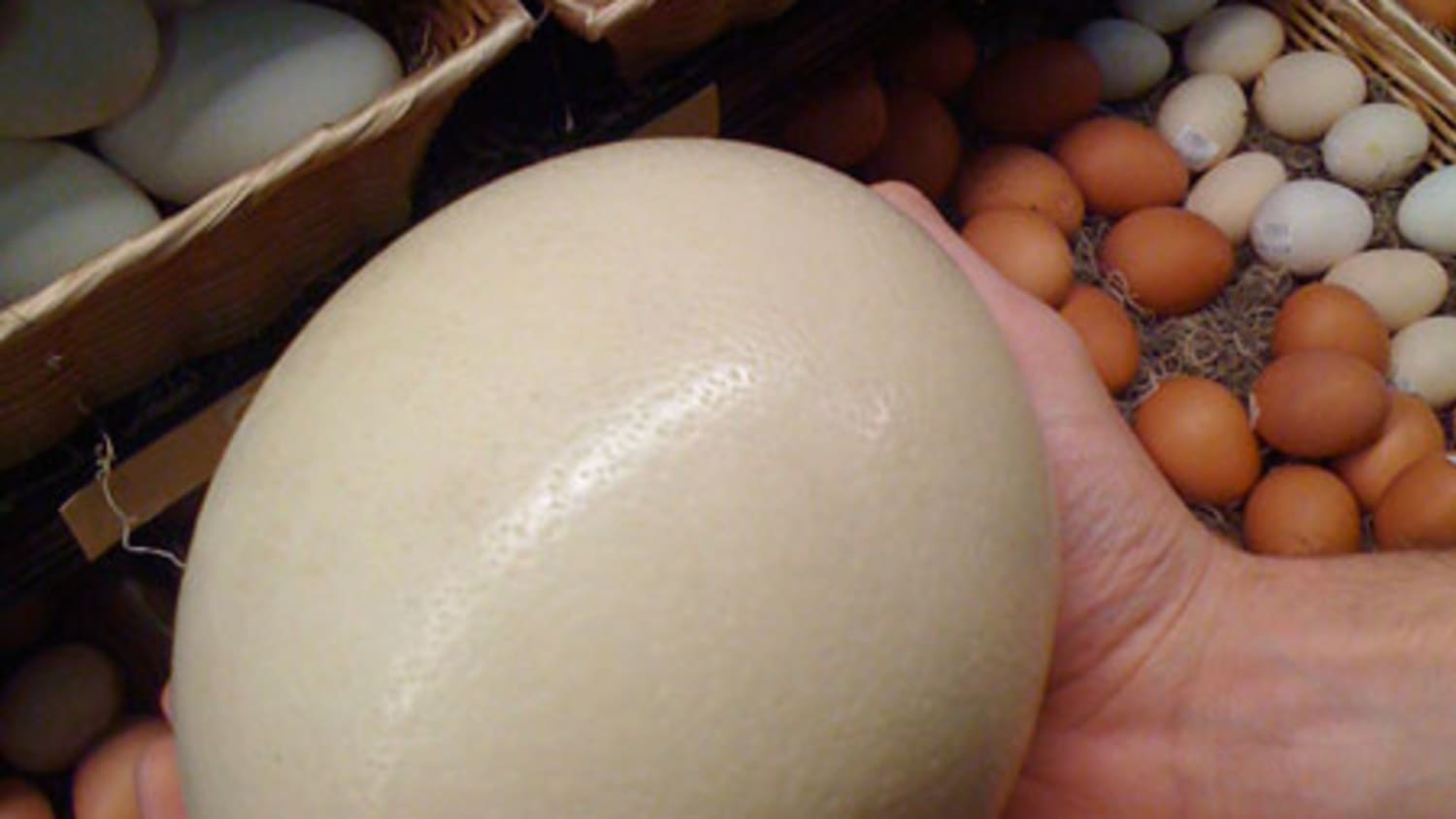 ostrich egg