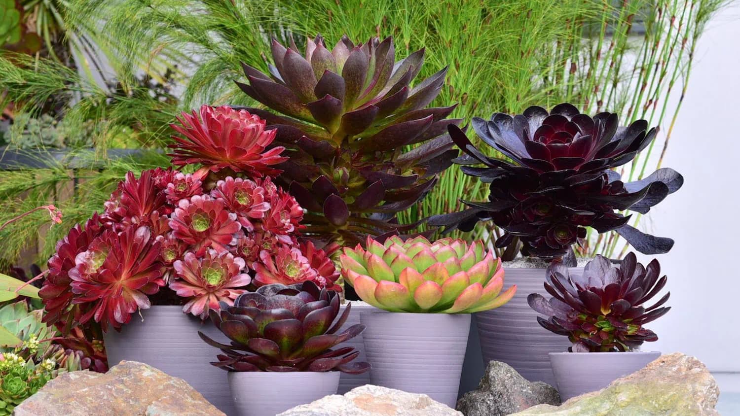 aeonium destiny