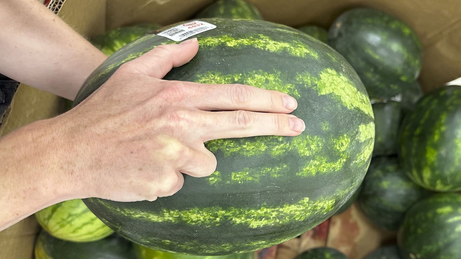 melon size
