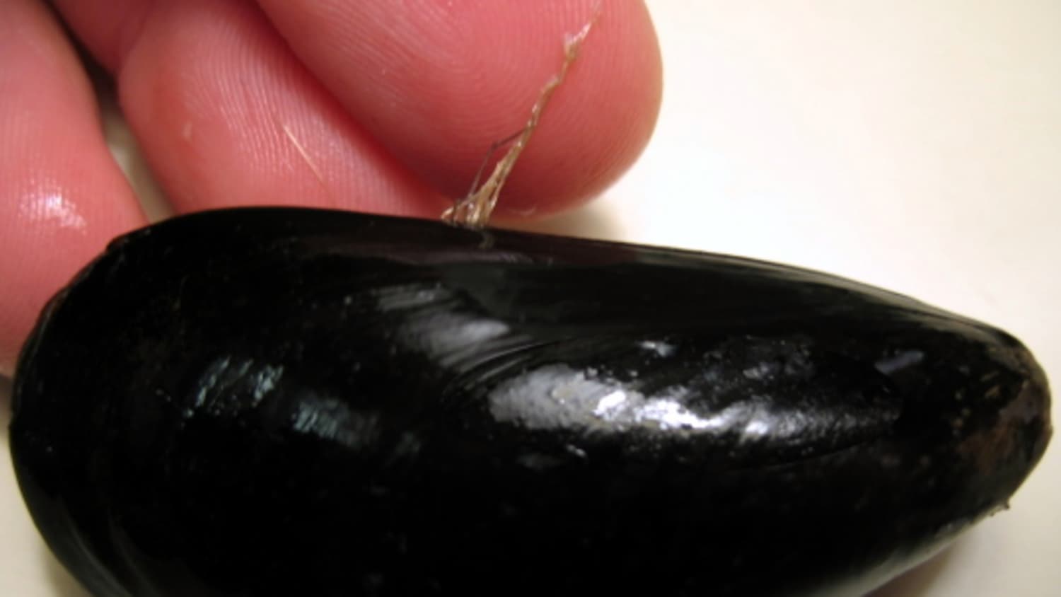how to make mussel in shell