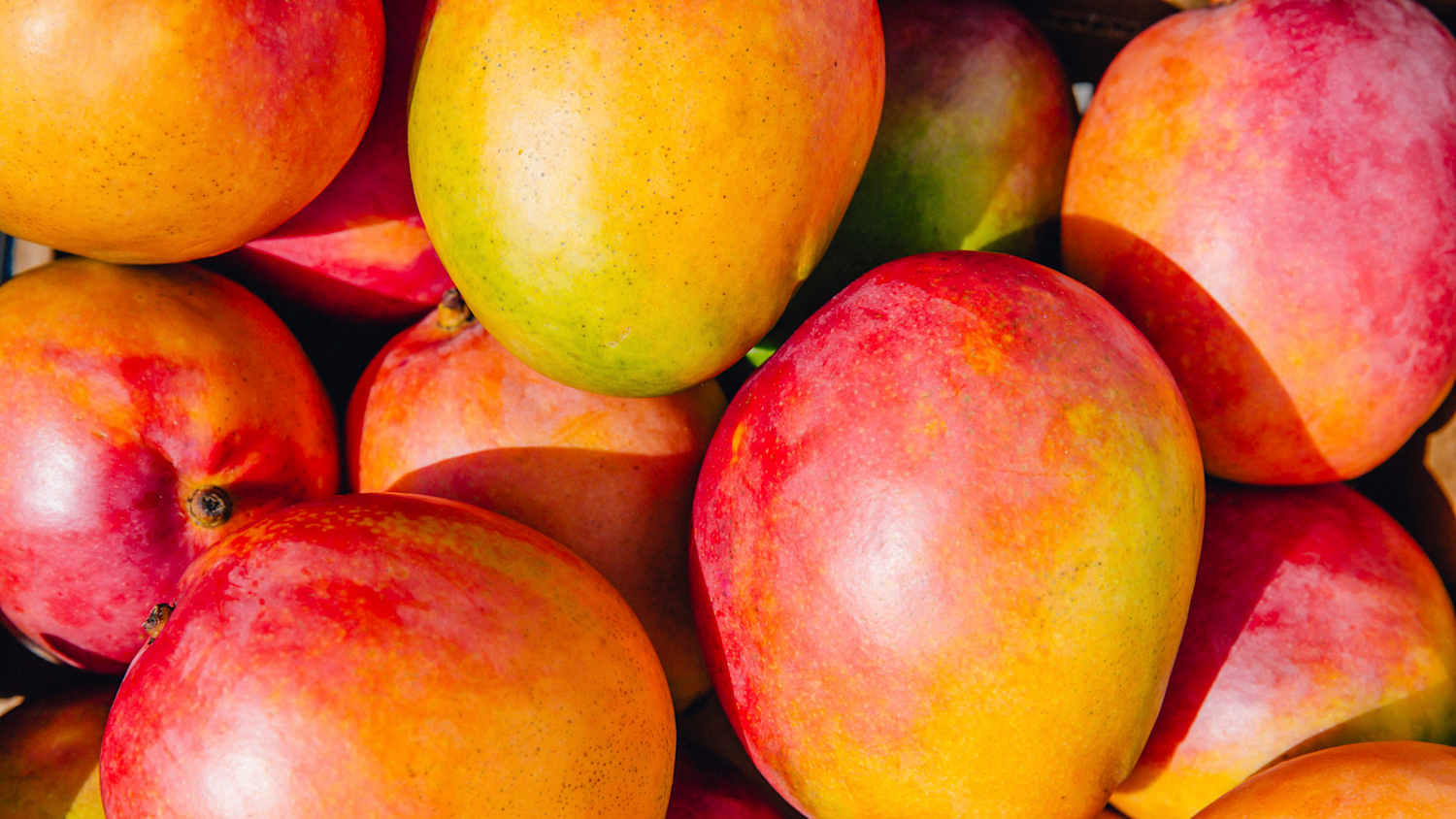 mango tree ripe time