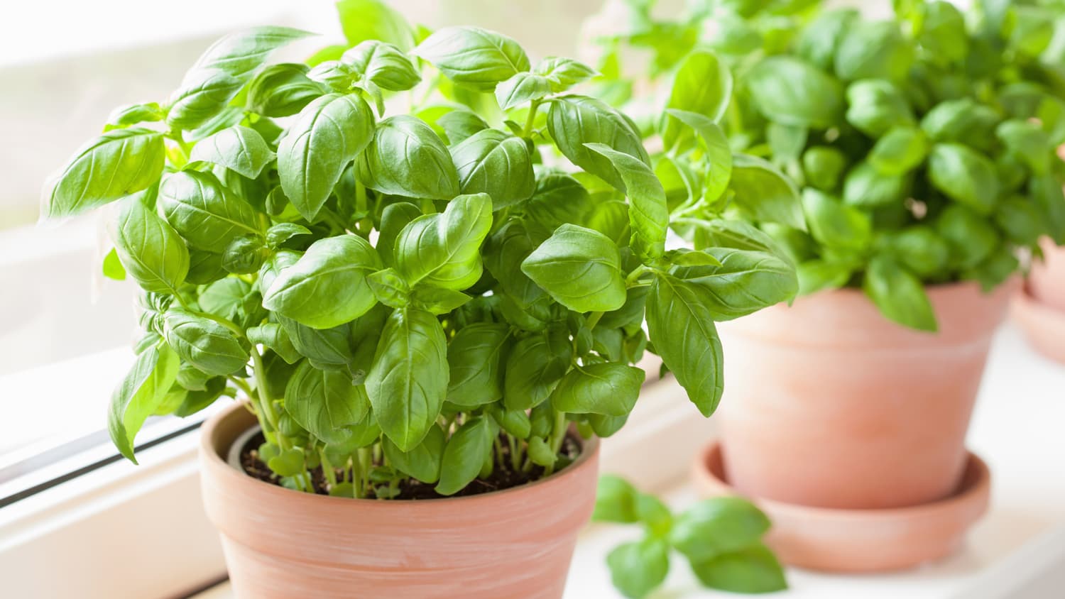 basil growing uk