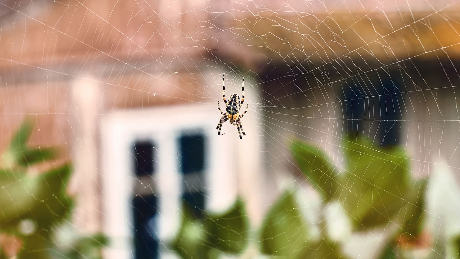 House Spider Web