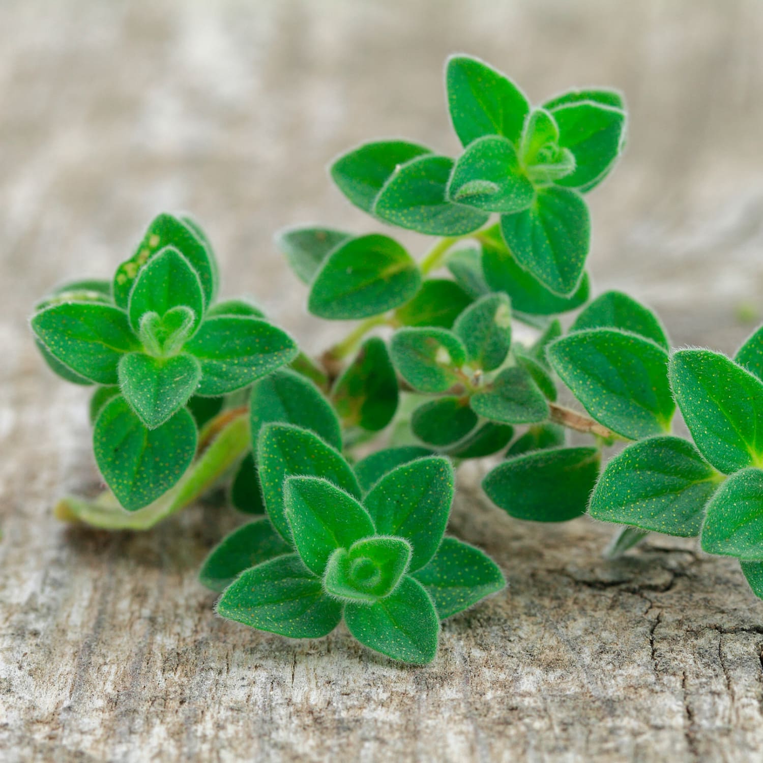 oregano leaf