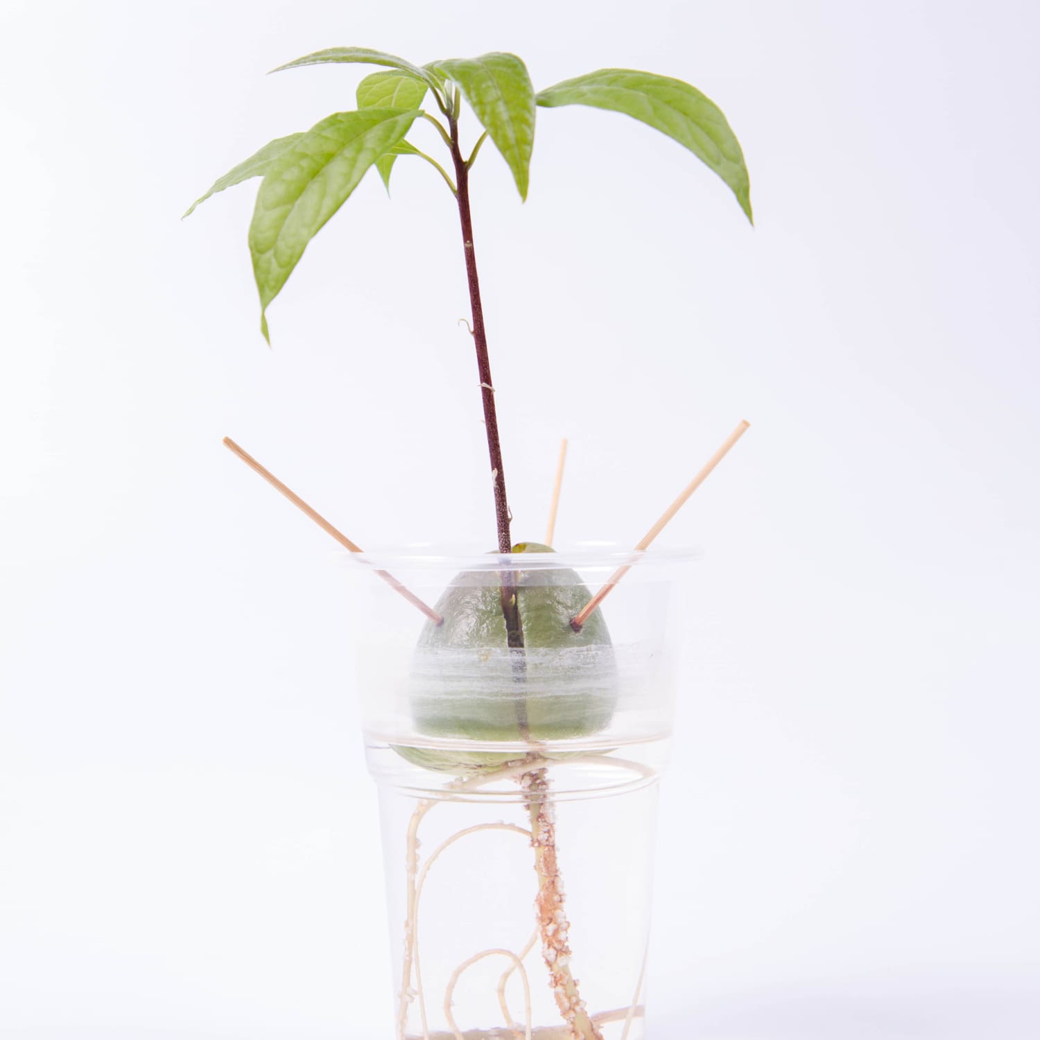 how to make your avocado tree