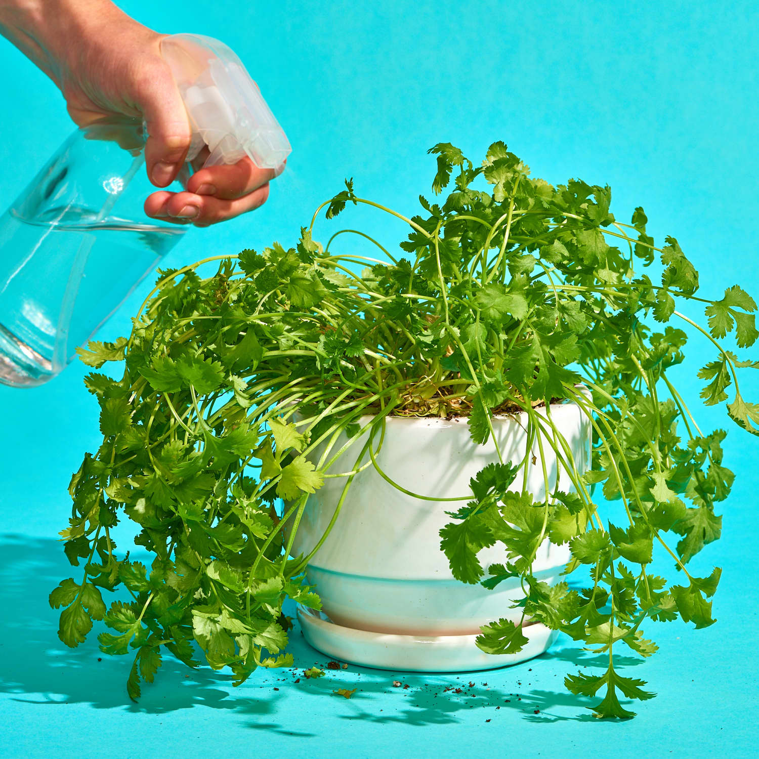 cilantro growing time