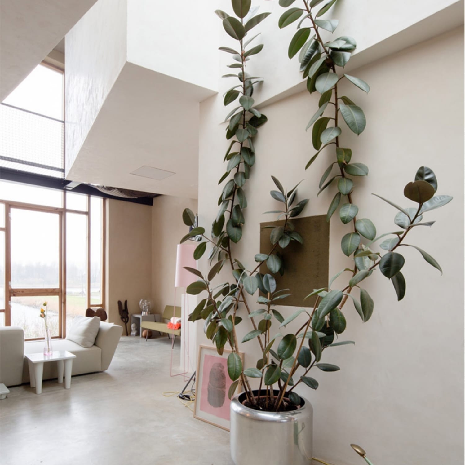 Indoor Rubber Tree