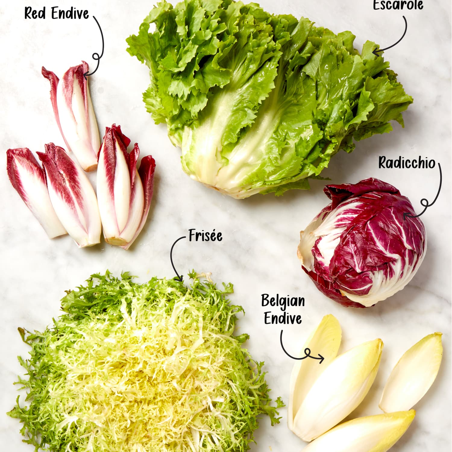 red belgian endive