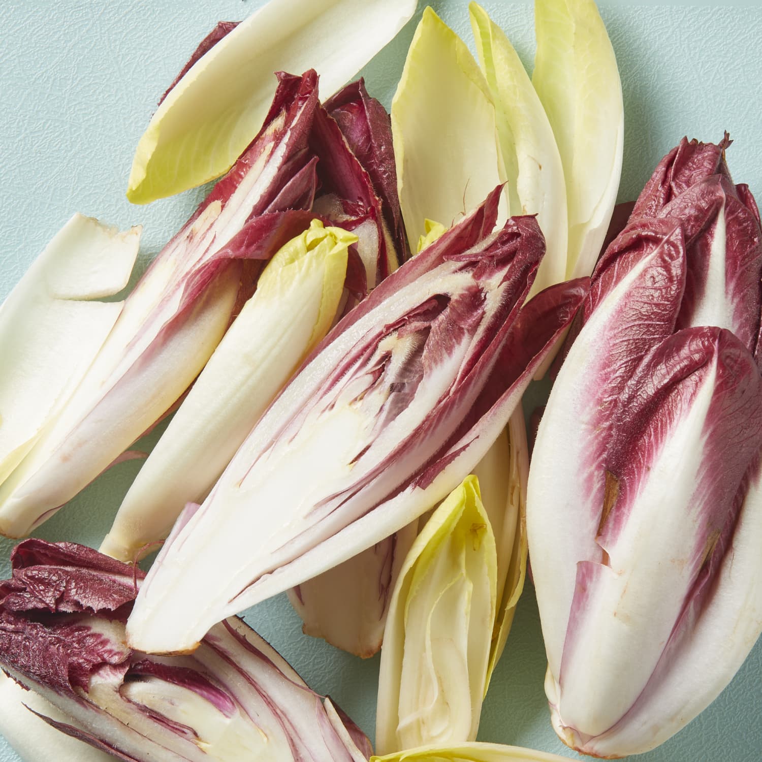 endive lettuce plant
