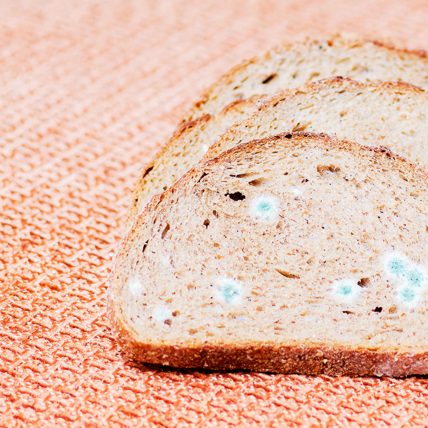 white bread mold