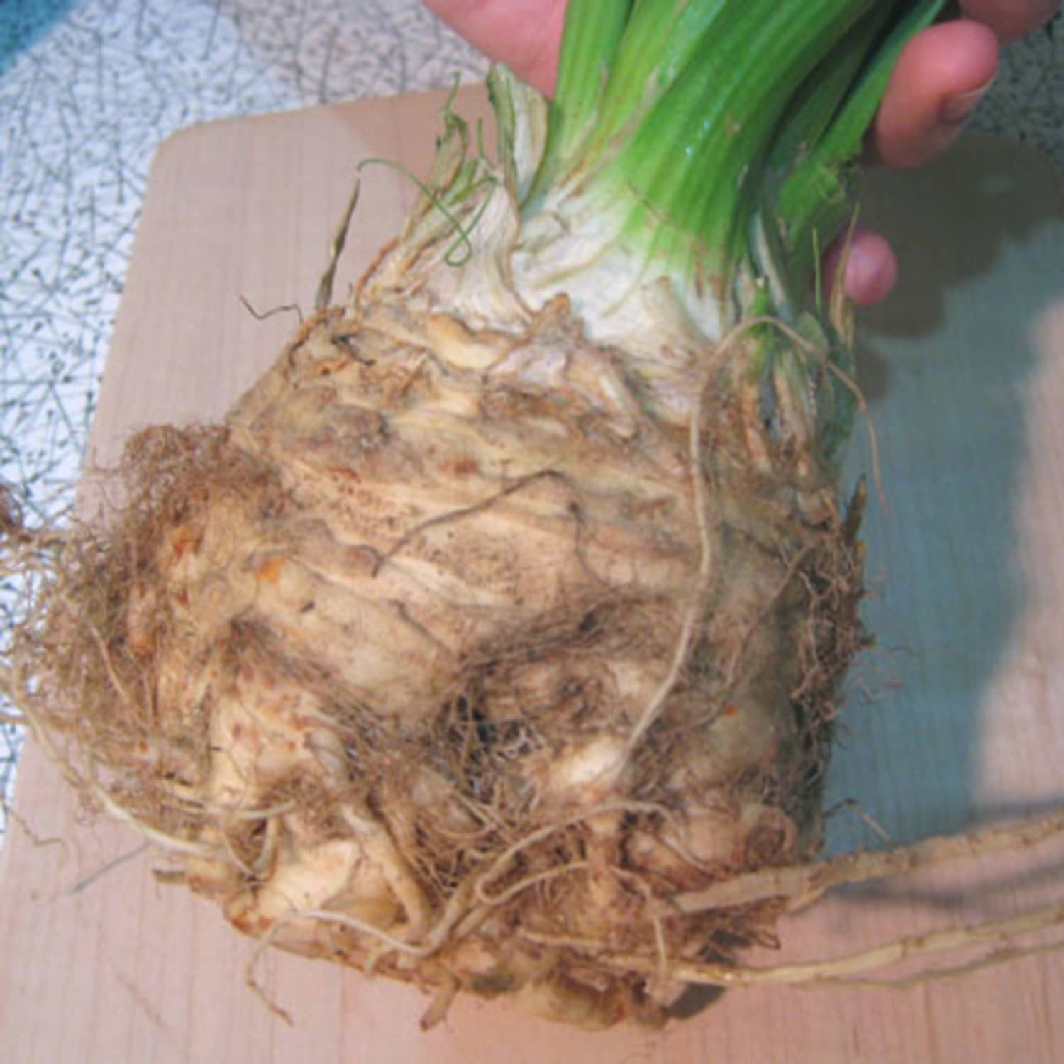 celery root