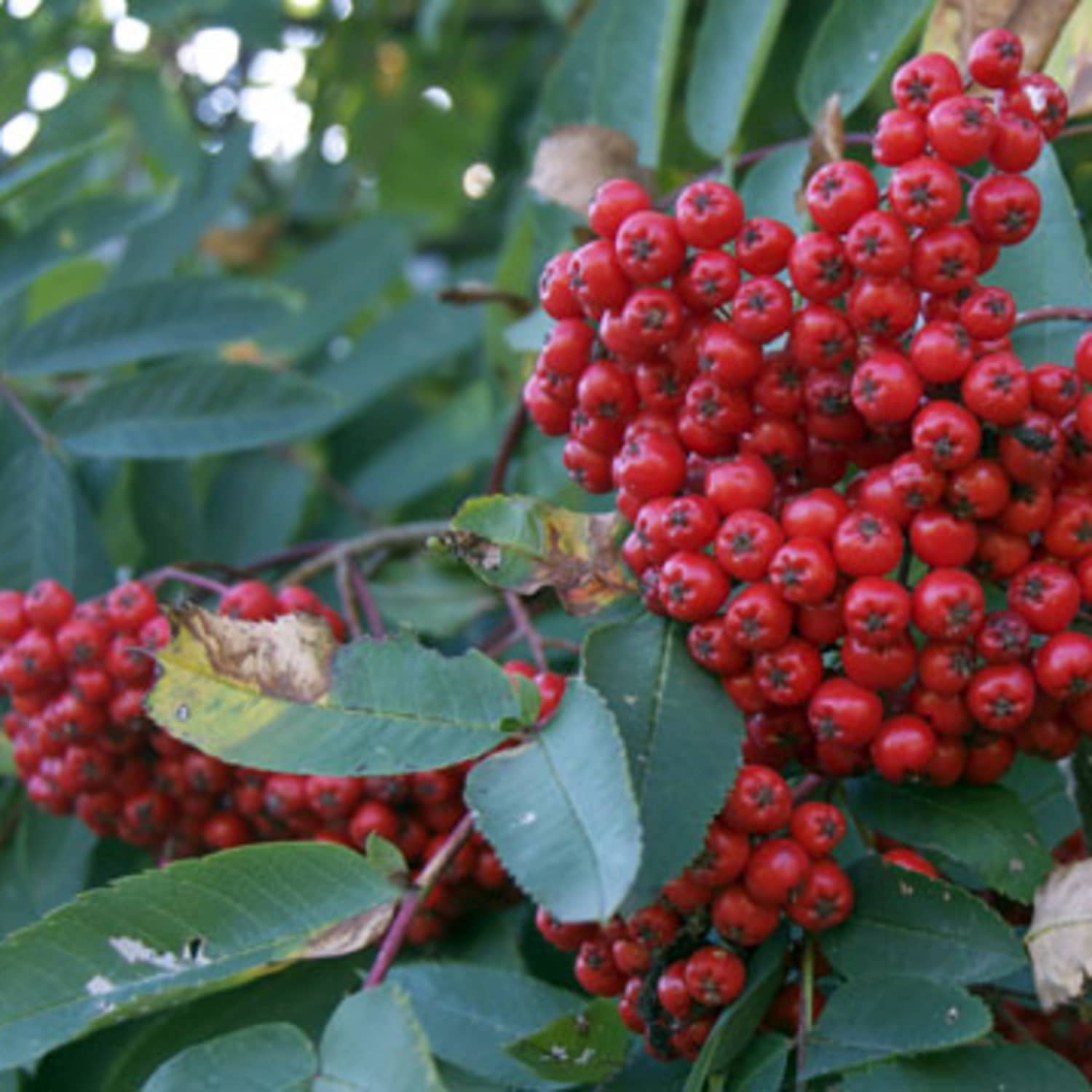 red rowan