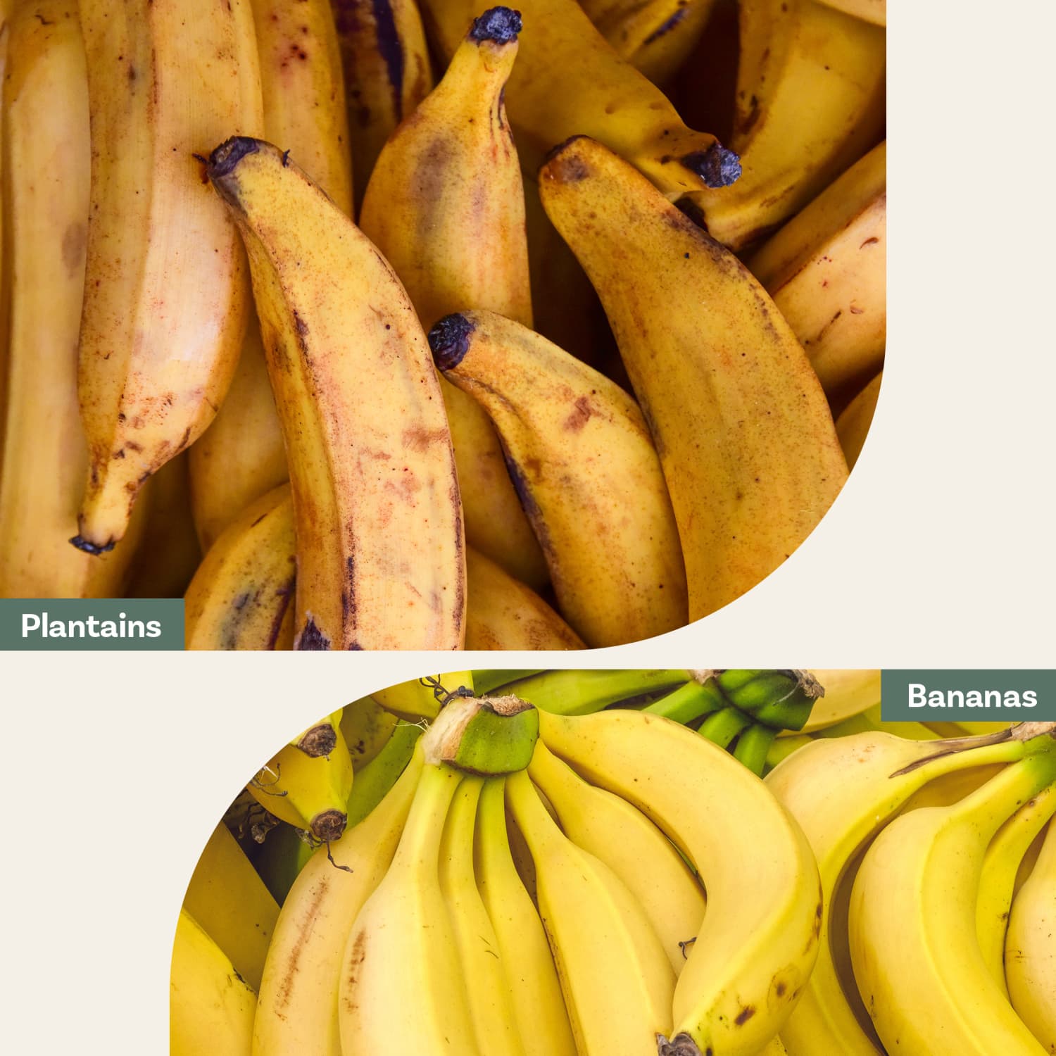 Banana Versus Banana