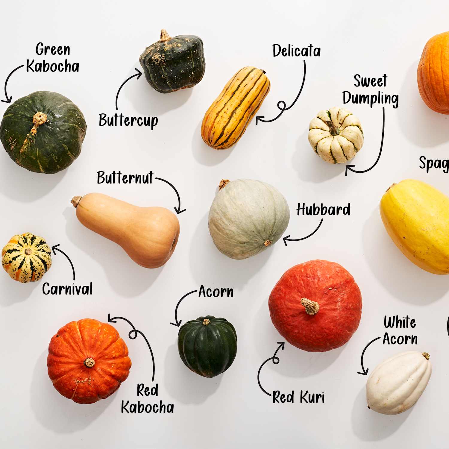 Types Of Squash Pictures And Names