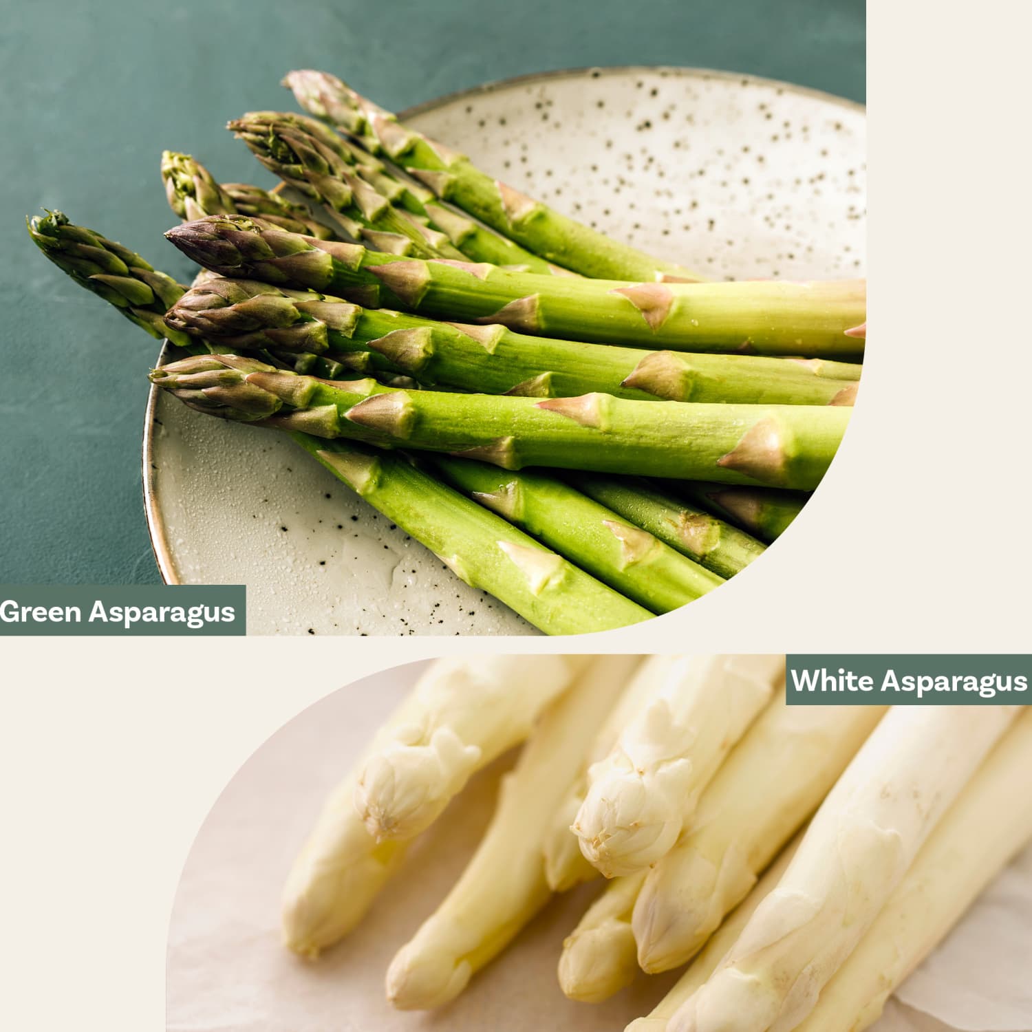 Growing White Asparagus