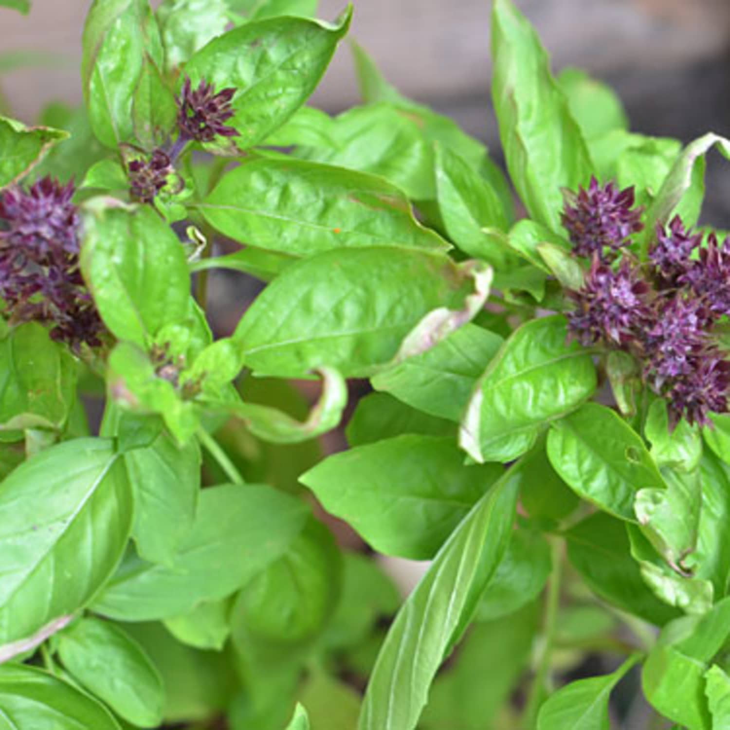 Basil Flower Basil Plants In The Garden Are Giving A Lot Of New Leaves