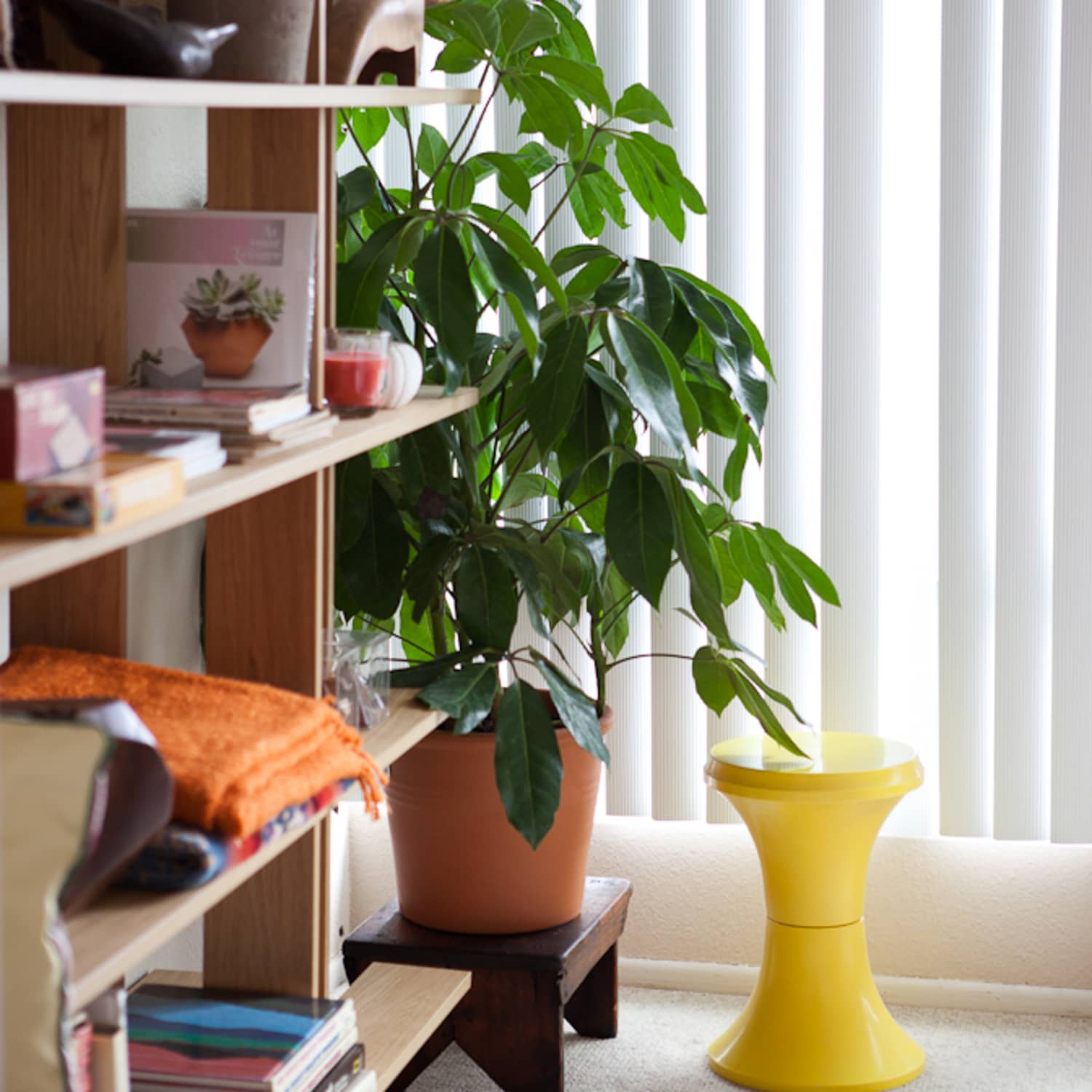 umbrella plant indoor light requirements