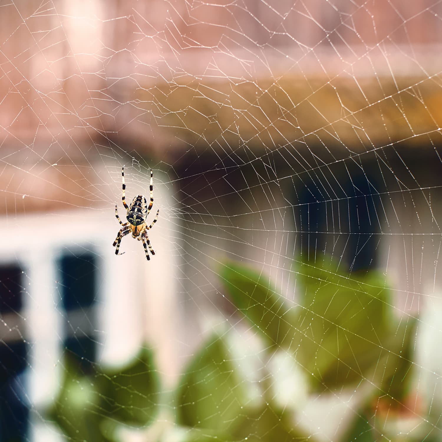 spider web deterrent solution