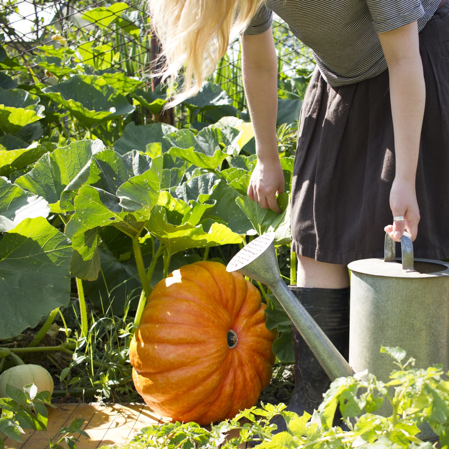 pumpkin growing tips