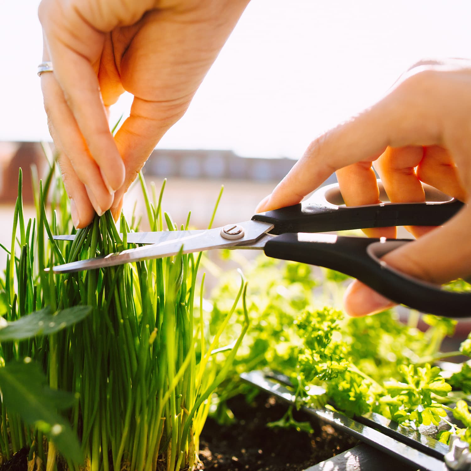 chives sprouting time