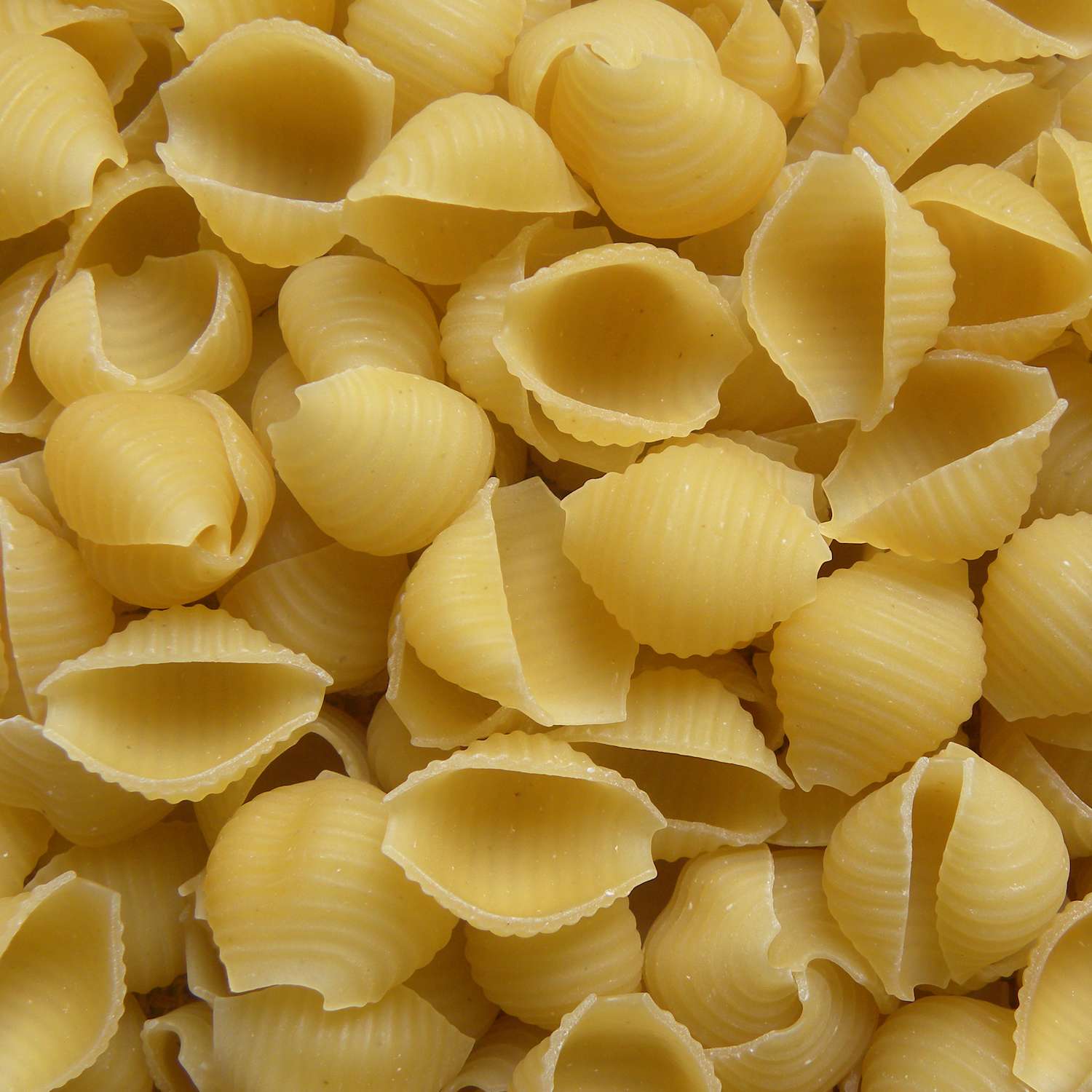 shell noodles pasta