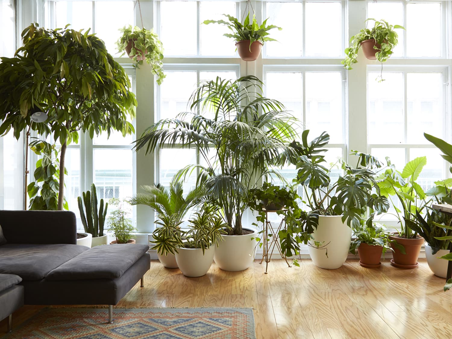 indoor plants