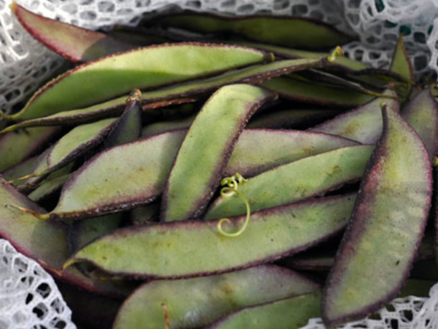 hyacinth bean description