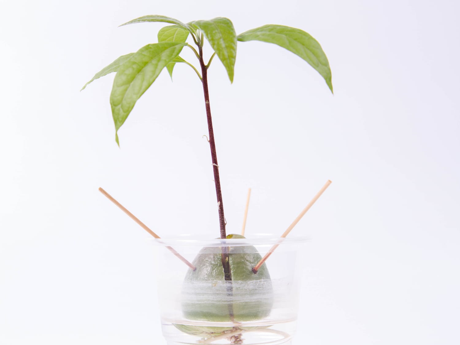 how to make your avocado tree bear fruit